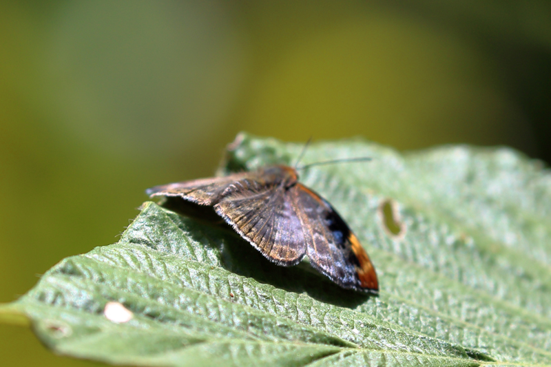 Menander hebrusヘブルスシジミタテハ