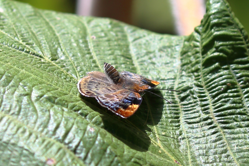 Menander hebrusヘブルスシジミタテハ