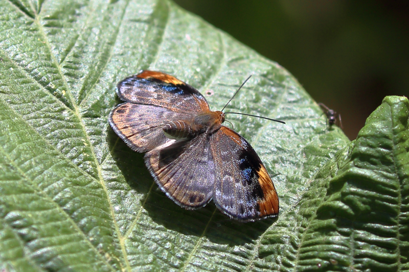 Menander hebrusヘブルスシジミタテハ