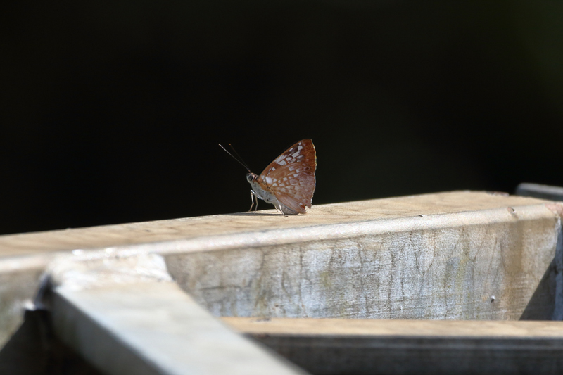 Menander pretusプレトゥスシジミタテハ