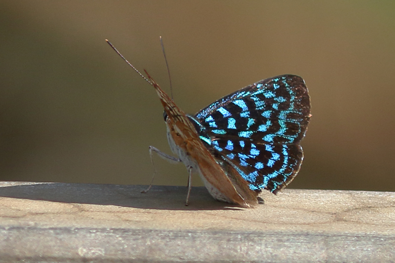 Menander pretusプレトゥスシジミタテハ