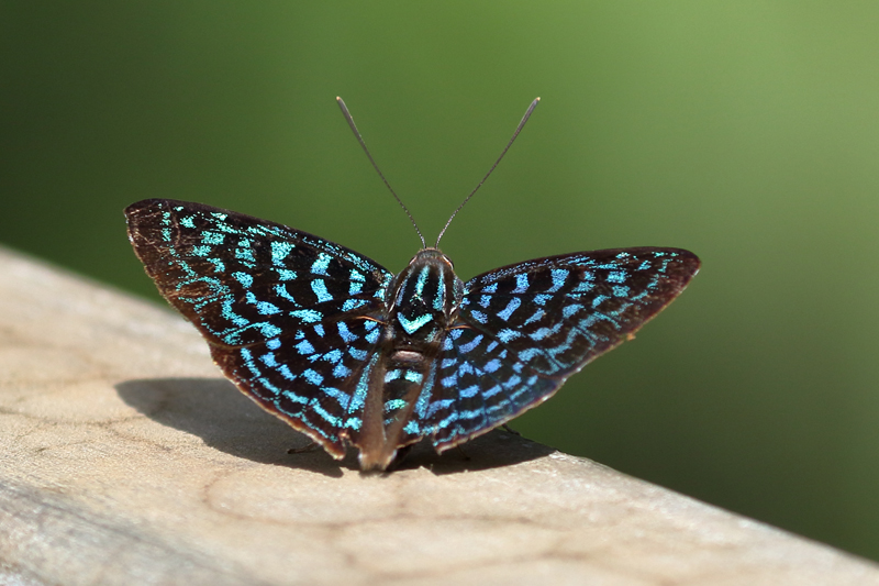 Menander pretusプレトゥスシジミタテハ