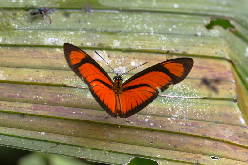 Eueides alipheraヒメチャイロドクチョウ