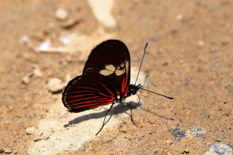 Eueides heliconioidesヘリコニオイデスドクチョウ