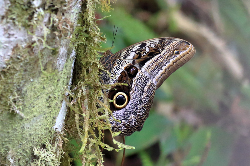 Caligo oileusオイレウスフクロウチョウ
