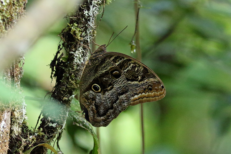 Caligo teucerテウケルフクロウチョウ